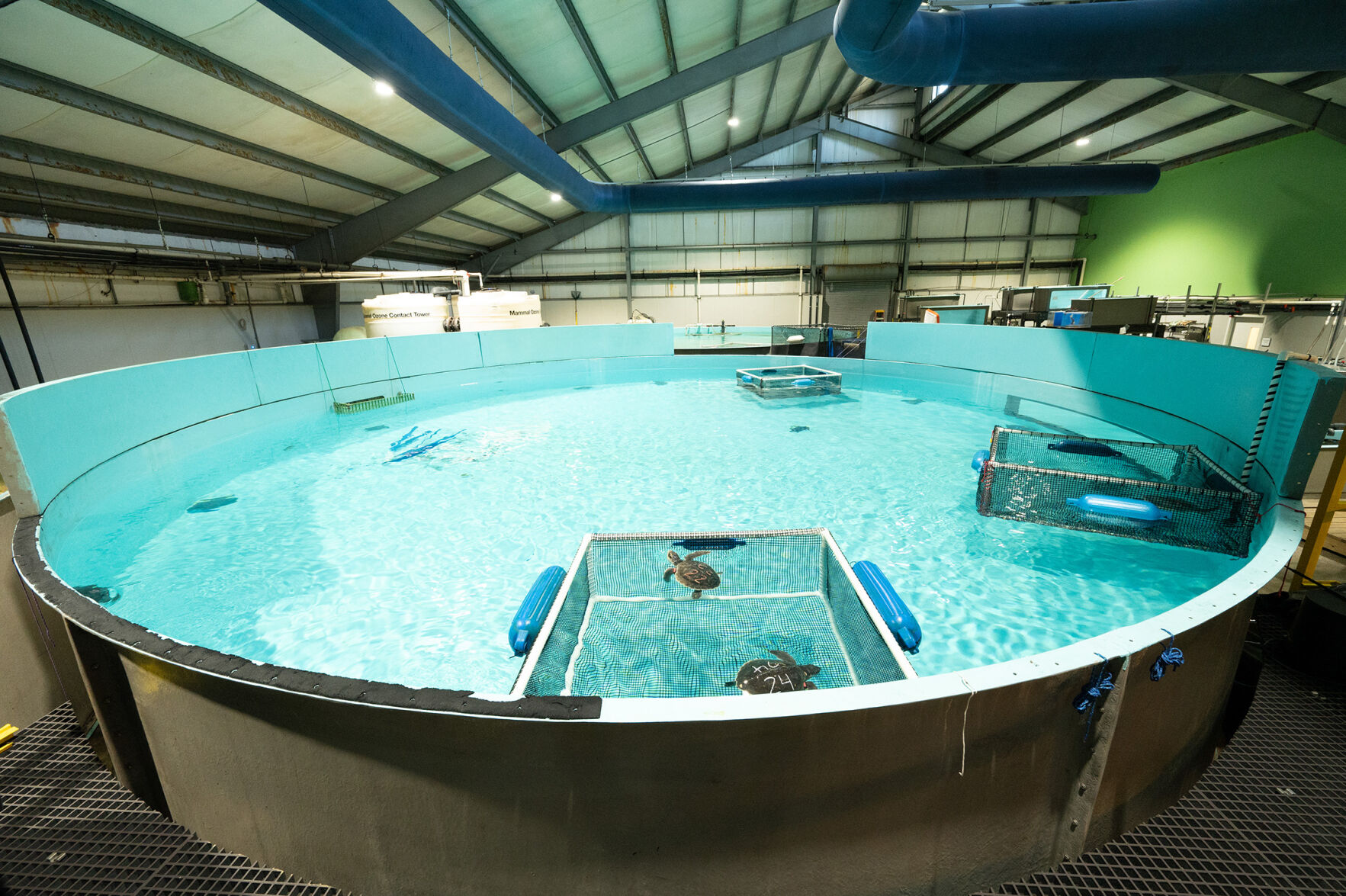 Audubon center offers life-saving care for endangered sea turtles ...