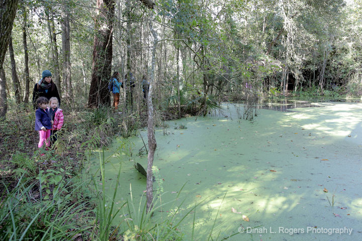 See photos from FORESTival, a celebration of art and nature at A Studio ...