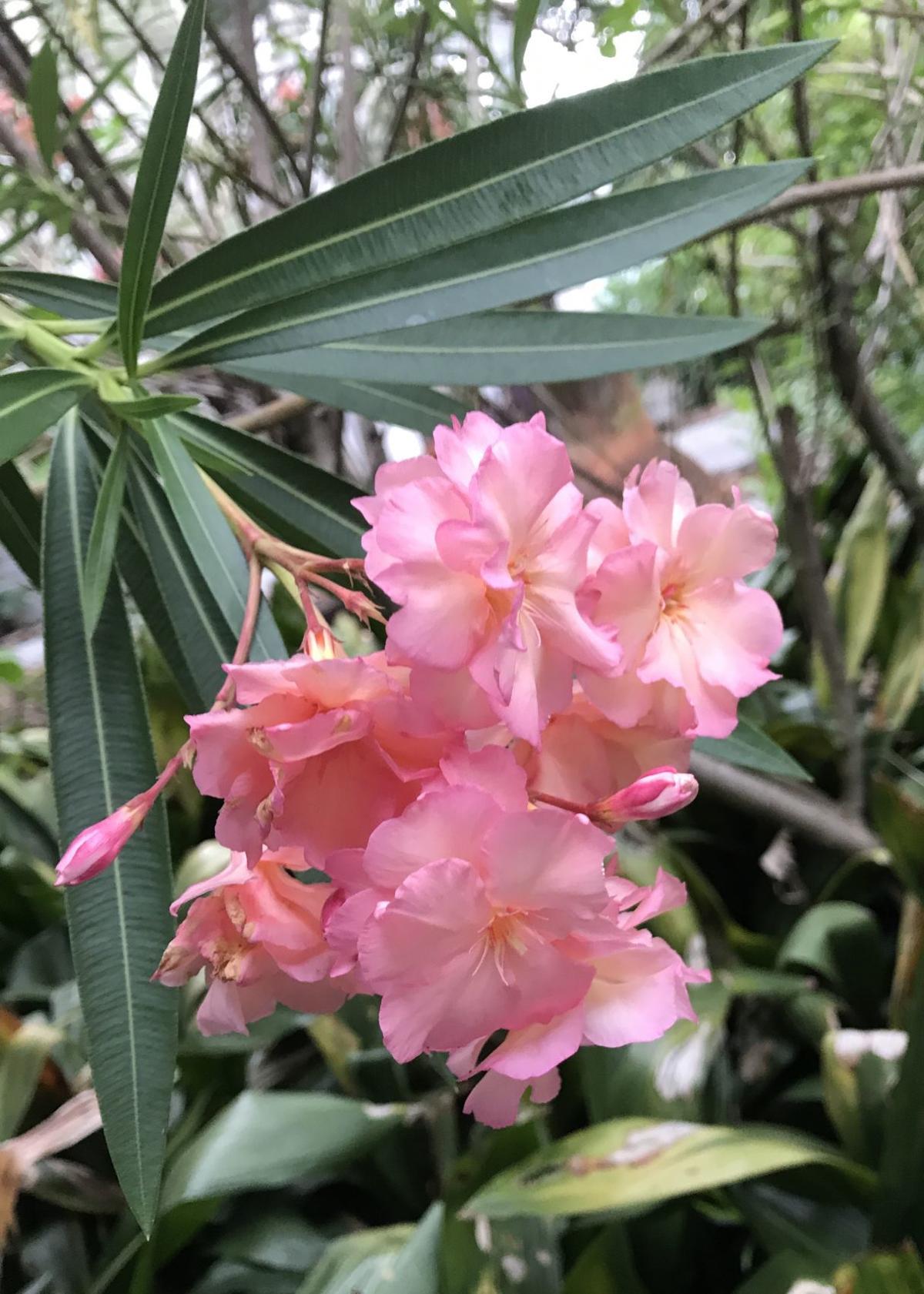 Oleanders are beautiful and hardy, but handle with care | Home/Garden ...