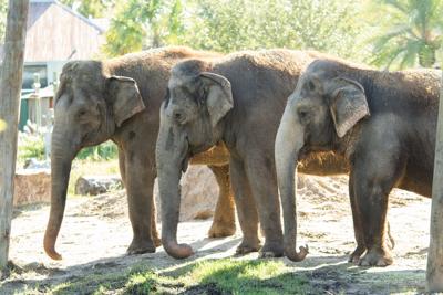 Letters: Image in elephant cartoon was "disgusting" | Letters | nola.com