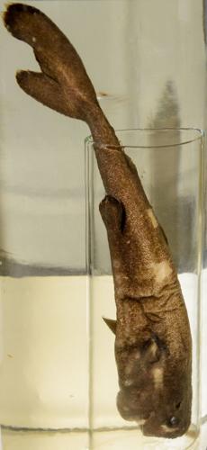 New pocket-sized shark species in Gulf of Mexico: 'It shows us how ...