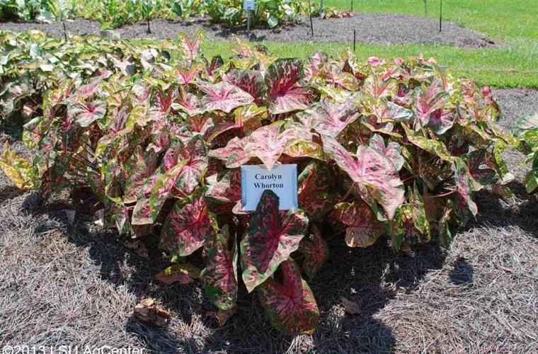 Digging In: Caladiums jazz up summer gardens | Home/Garden | nola.com