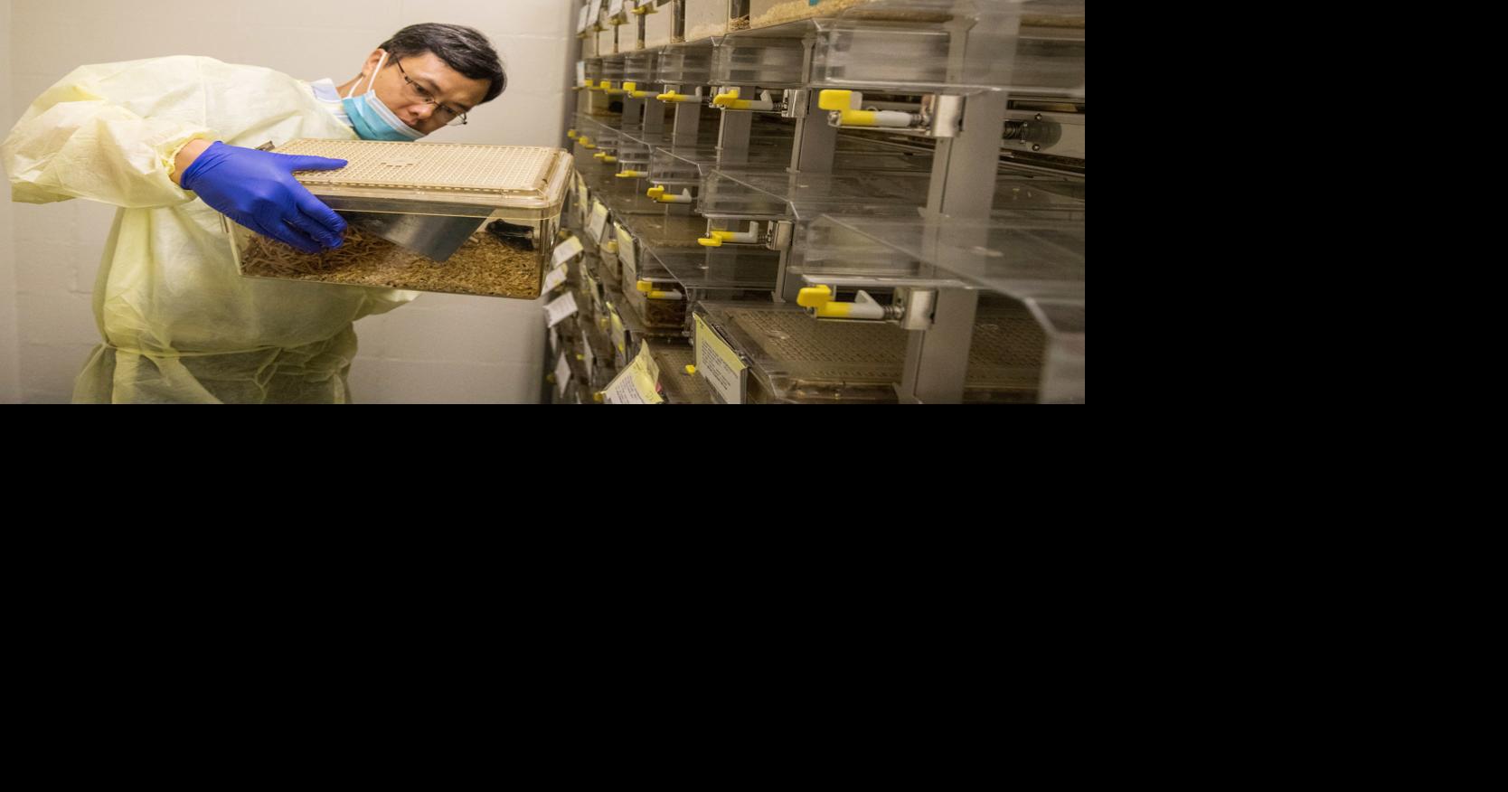 Mice in tiny hearing devices help Tulane scientist study hearing loss ...