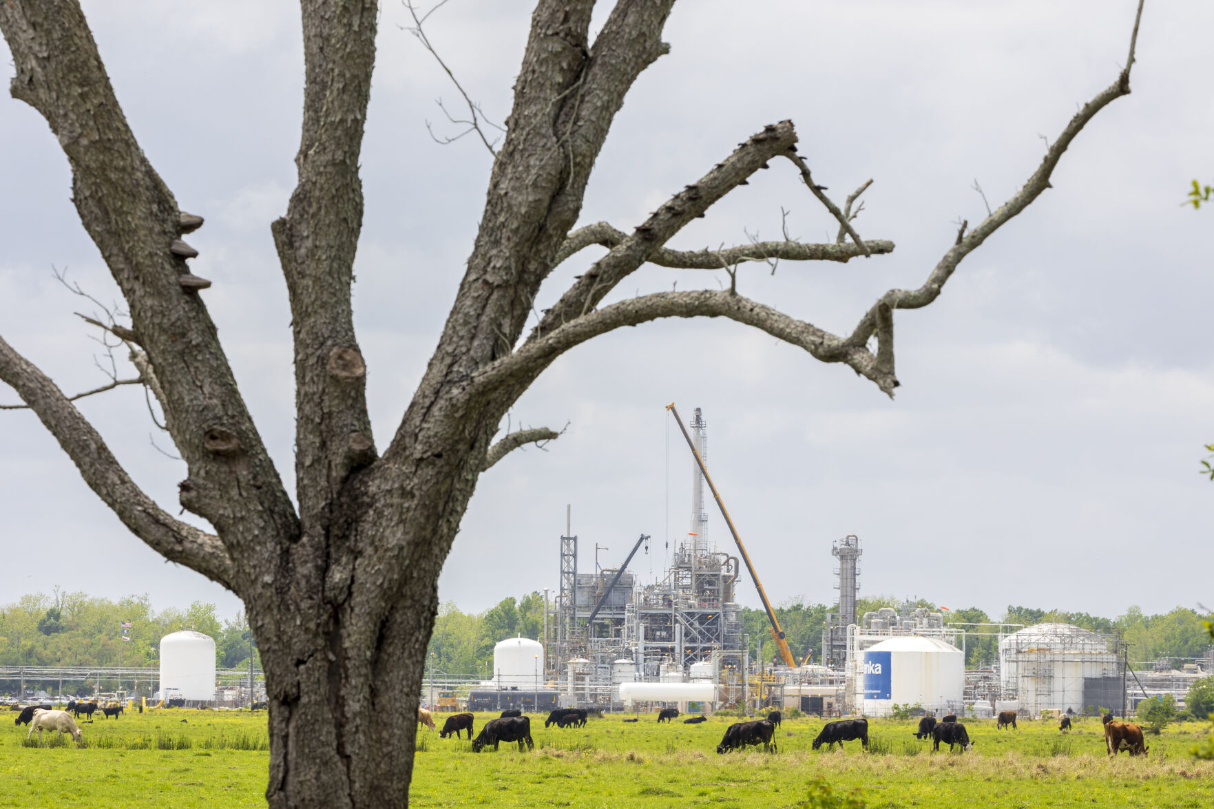 LA's Denka chemical plant can remain open for now: court | Business ...