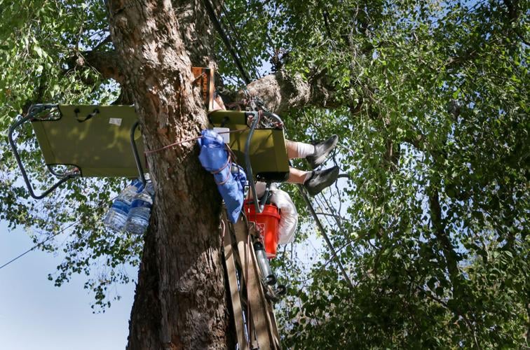 Woman camps out in Uptown tree to prevent its removal | Environment ...