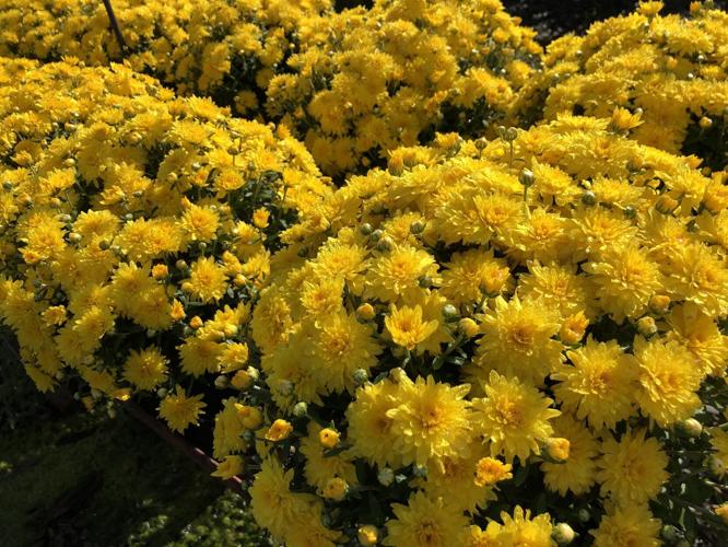 Fall mums bloom only once; don't fertilize lawn: Dan Gill | Home/Garden ...