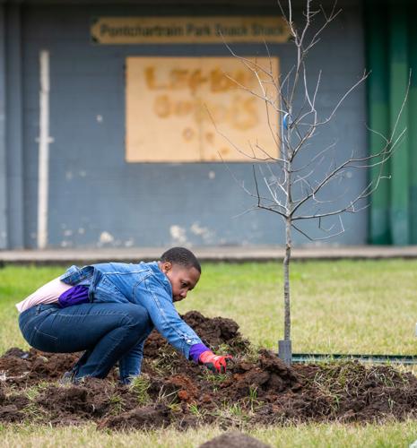 New Orleans tree planting efforts fall short of other cities ...
