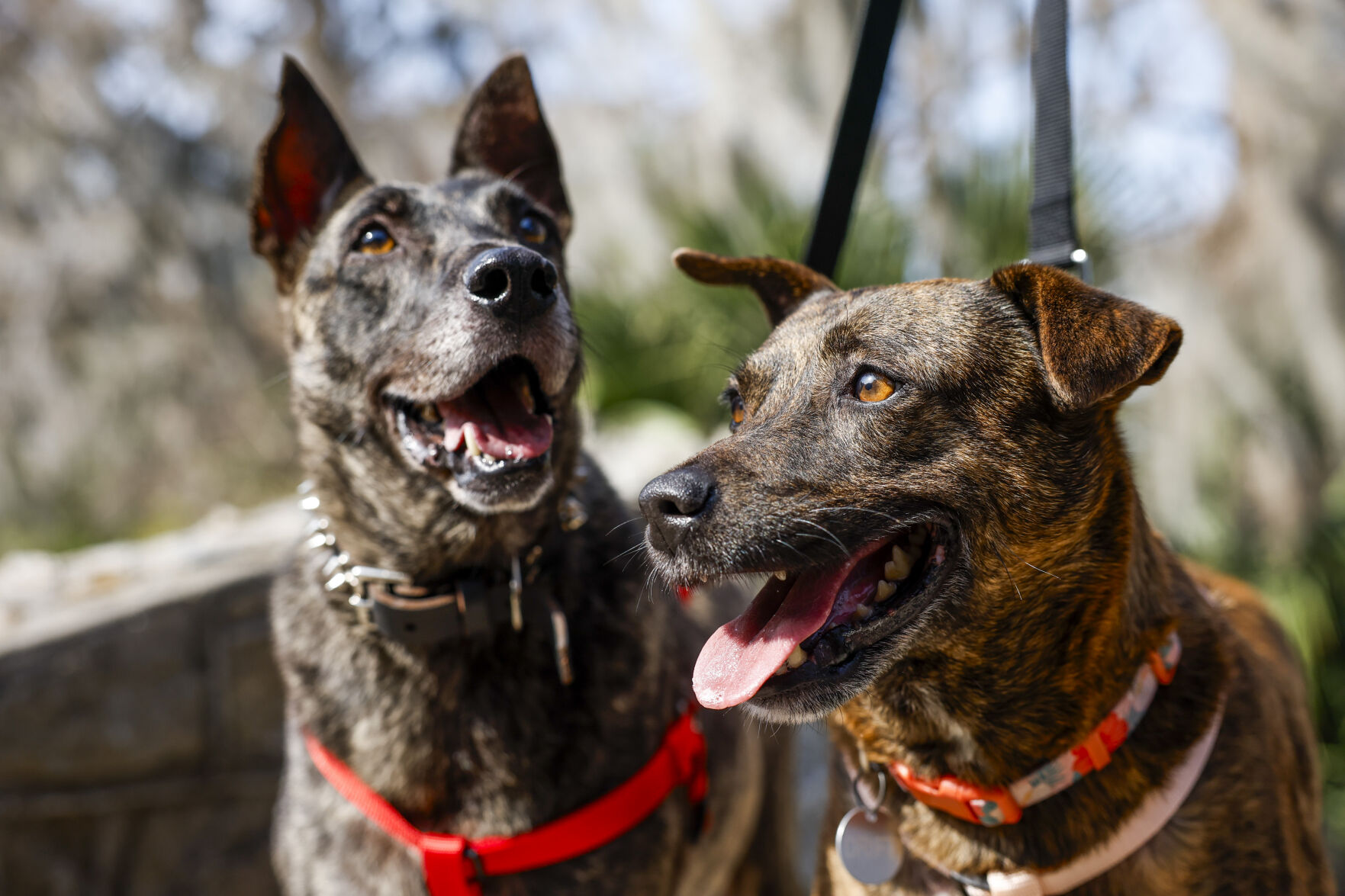 2026 Barkus king, queen: Lenny Kravitz, Sidney Torres' dogs | | nola.com