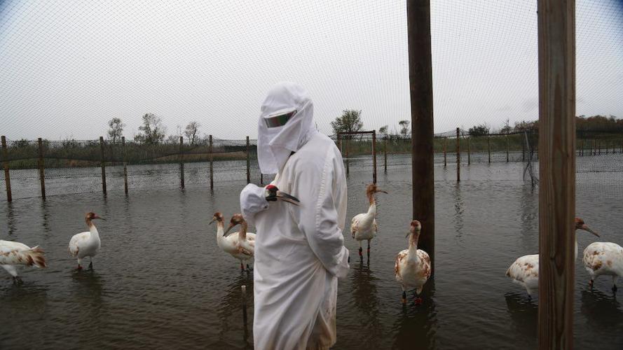 Meet the woman leading Louisiana's effort to save the endangered ...