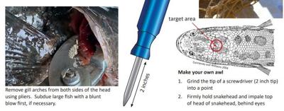 How to identify, kill and eat the northern snakehead fish | Environment ...