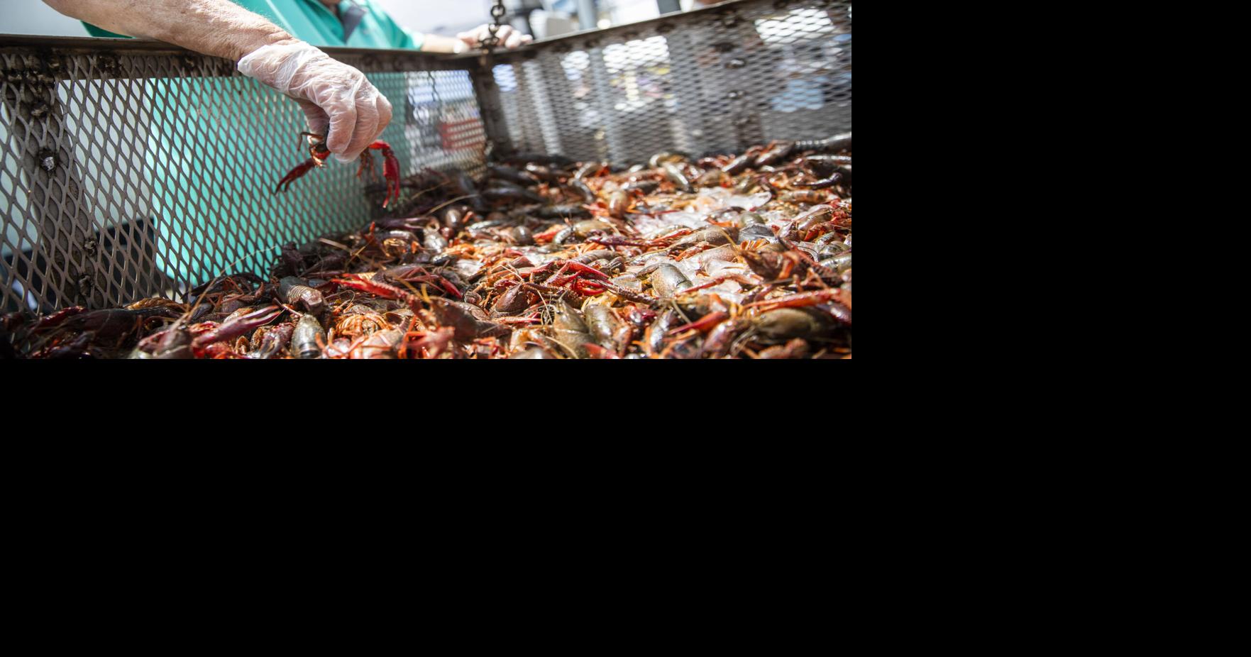 St. Bernard crawfish festival kicks off under lighter COVID ...