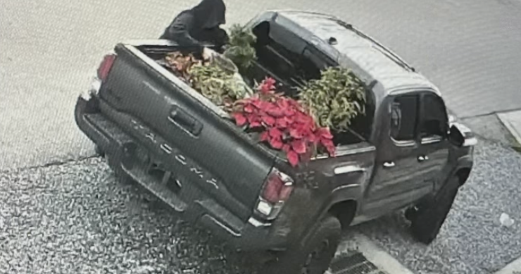2 New Orleans area garden shops robbed by bonsai tree thief | Crime ...