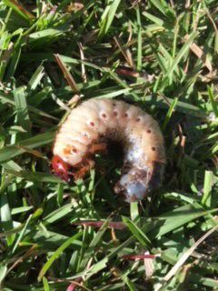 How to spot and prevent grubs in your garden | Home/Garden | nola.com
