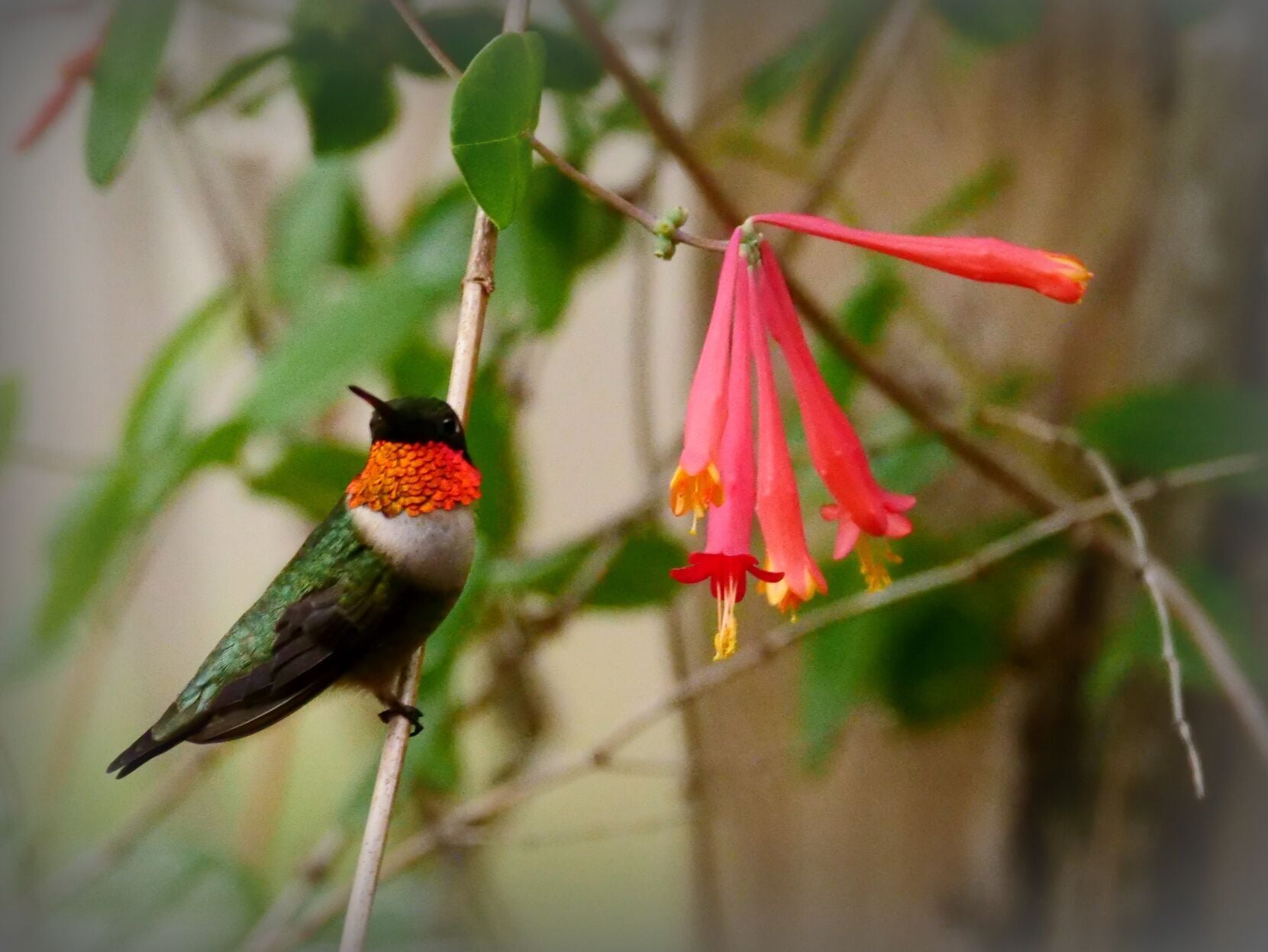 How to bring hummingbirds to your yard: Dan Gill's advice | Home/Garden ...