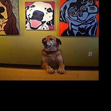 Canine Connection | Design and Décor | nola.com