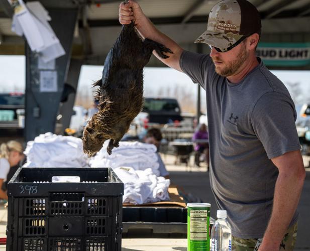 Nutria Rodeo photos | News | nola.com