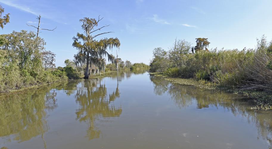 Conservationists urge action by Louisiana to restore, protect critical ...