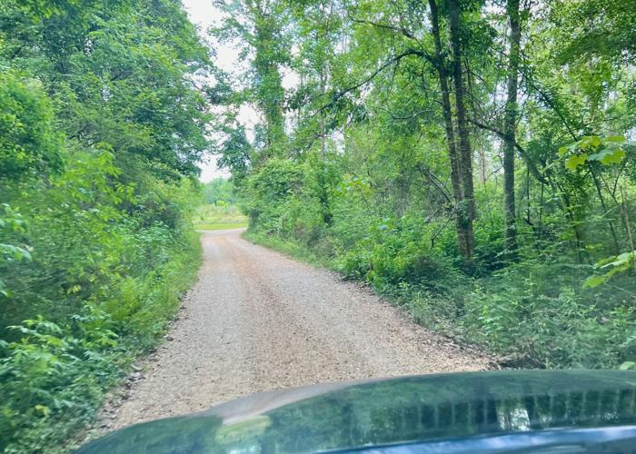 Wild Bush vineyard out to change what Louisiana wine can be | Where ...