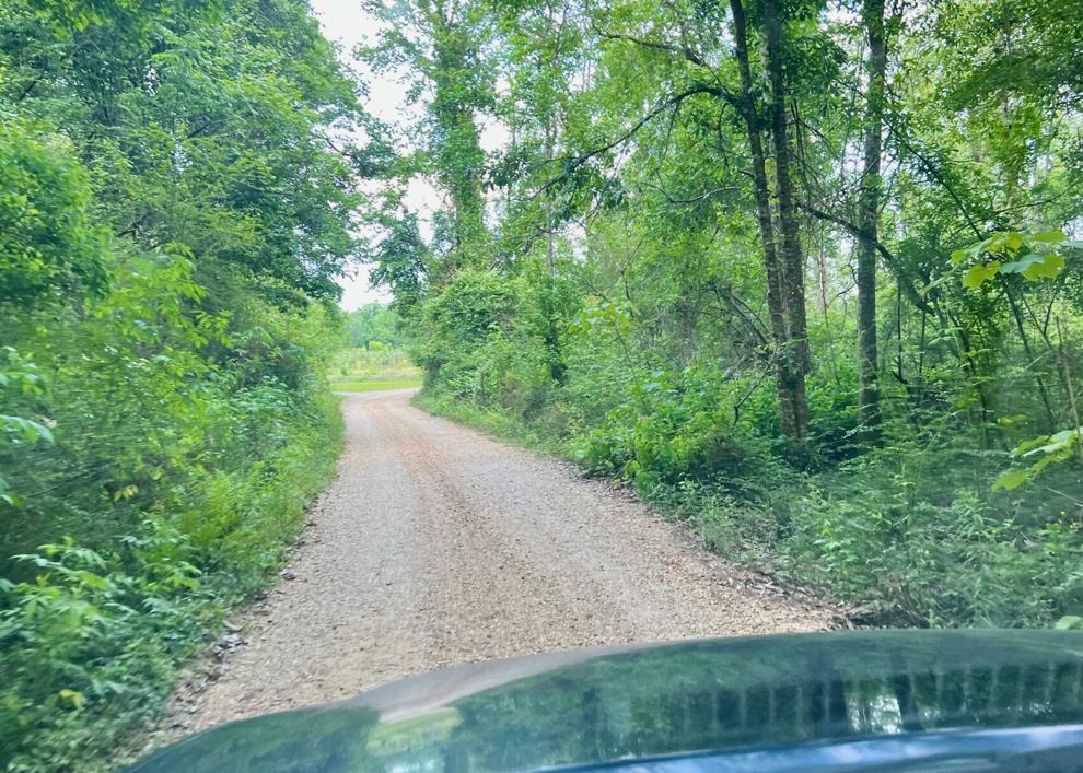 Wild Bush vineyard out to change what Louisiana wine can be | Where ...