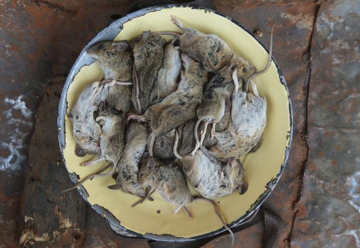 Eating mice, a delicacy in Zimbabwe, or a sign of poverty? | Where NOLA ...