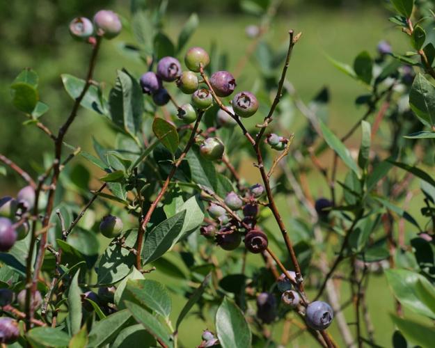 It's blueberry season in Louisiana and they're easy to grow ...