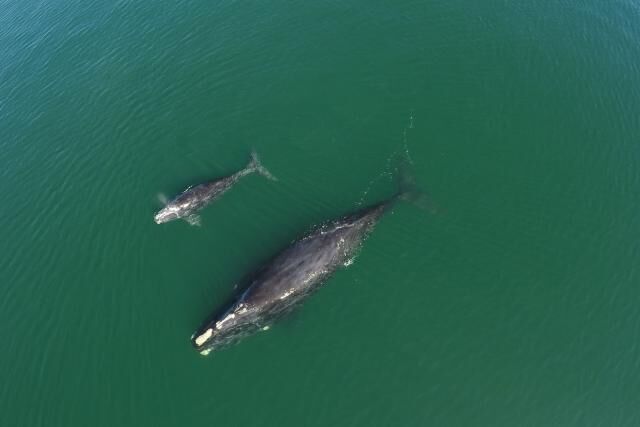 Whale zone ahead? Petition seeks slower ships in habitat of new Gulf of ...