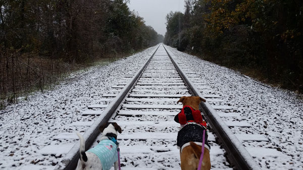 Winter Wonderland: Our favorite reader photos from Southeast Louisiana ...