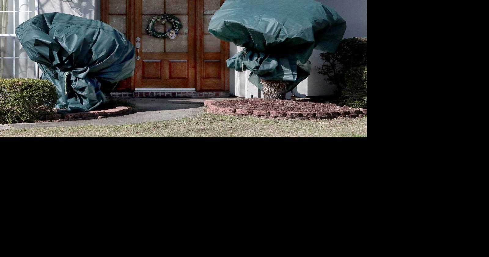 How do I protect plants from a freeze? Dan Gill gives the pros and cons ...