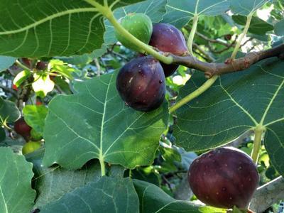 fig tree fruit ripening