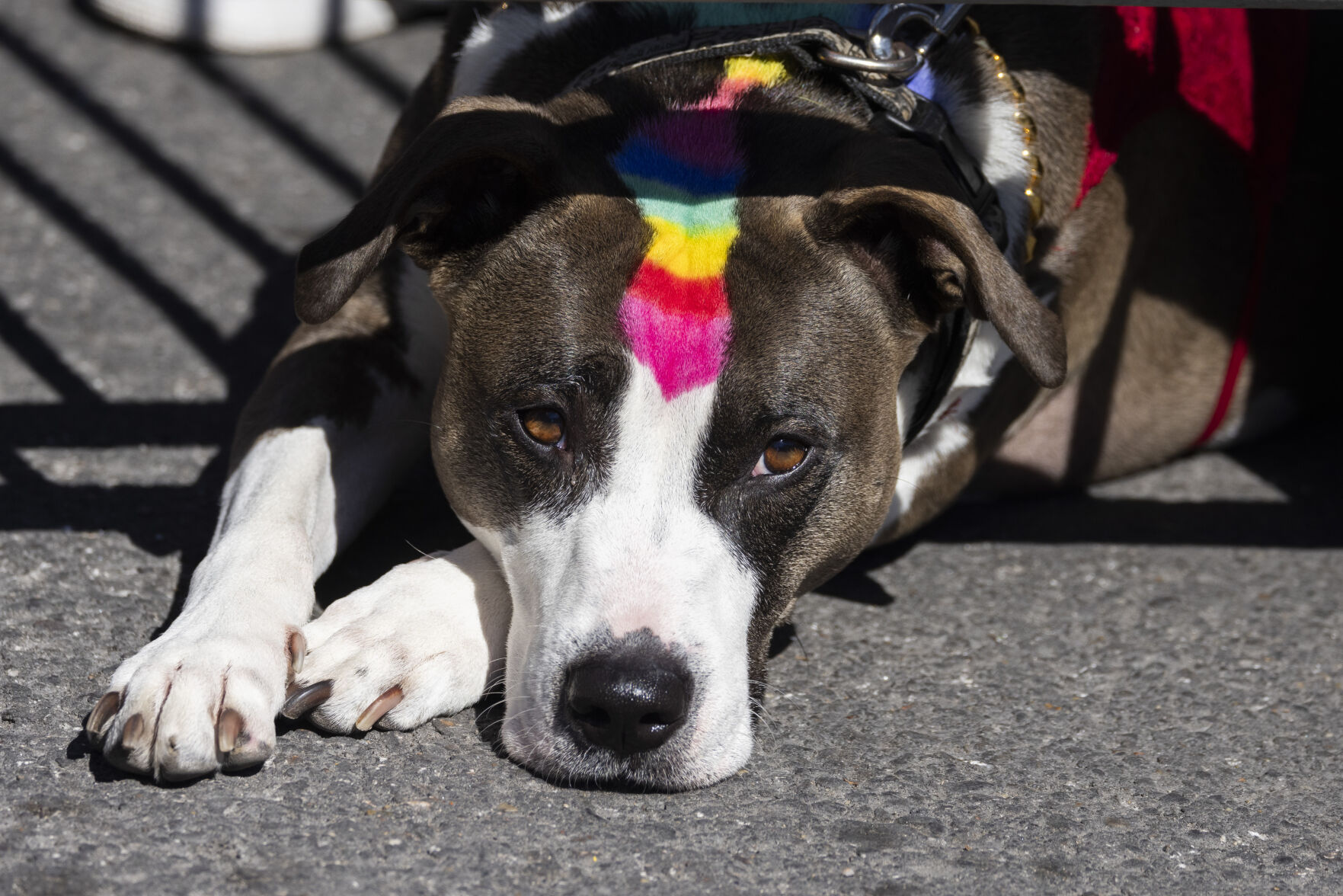 Photos: Mystic Krewe of Barkus parades in the French Quarter ...