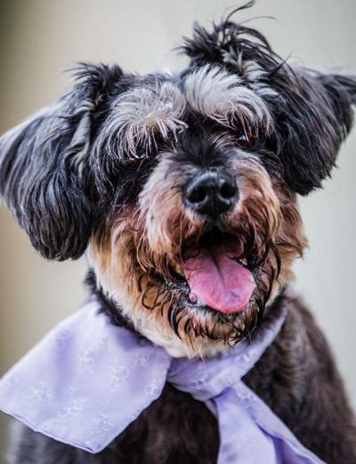 Animal Rescue: Cast a wide net when searching for a lost pet | News ...