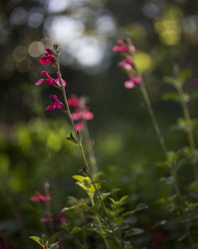 14 Louisiana native plants to add to your garden | Home/Garden | nola.com
