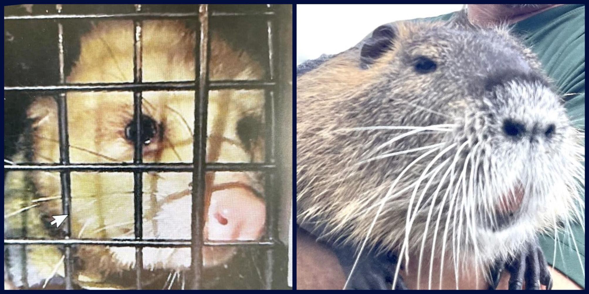 Could a new law help send Saffron the opossum home? | Entertainment ...