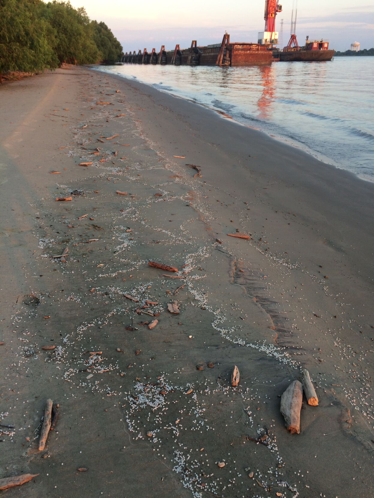 Plastic pellets litter batture near Chalmette Battlefield after cargo ...