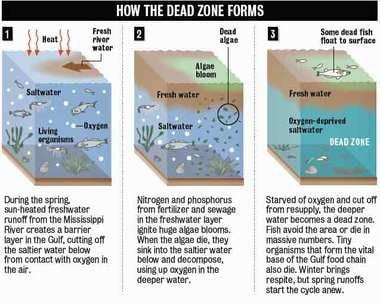 Gulf dead zone no smaller, yet hypoxia task force cites improvements ...