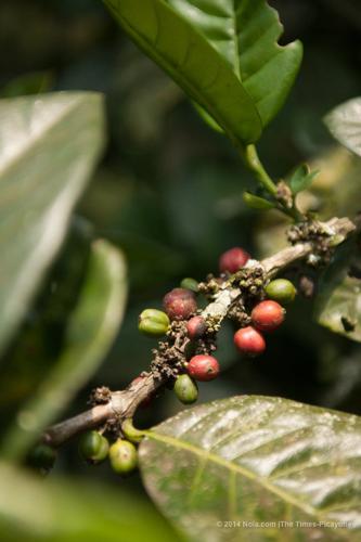 What is coffee rust and why is it pushing people to the U.S. border ...
