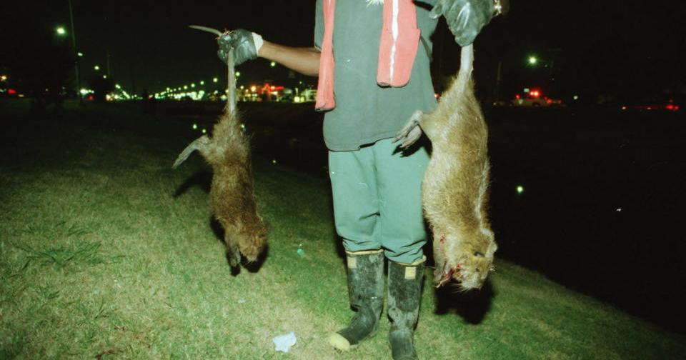 President Donald Trump signs bill making nutria eradication a ...