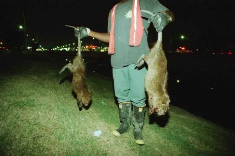 President Donald Trump signs bill making nutria eradication a ...