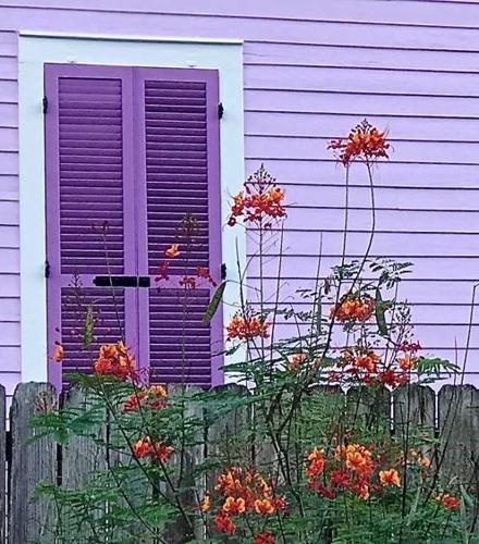 New Orleans houses shimmer with color after 'safe' shades post-Katrina ...