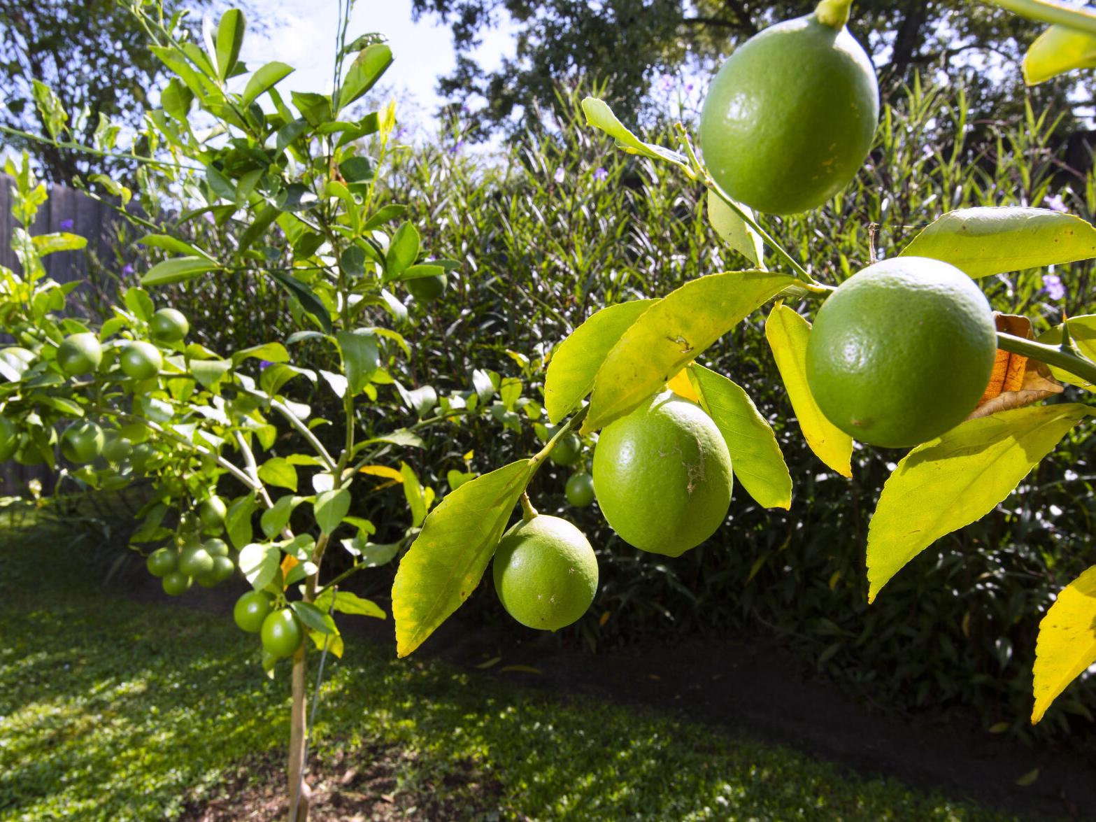 lemon tree flowering time