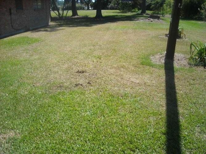 How to spot, prevent and control sob webworms in your lawn | Home ...