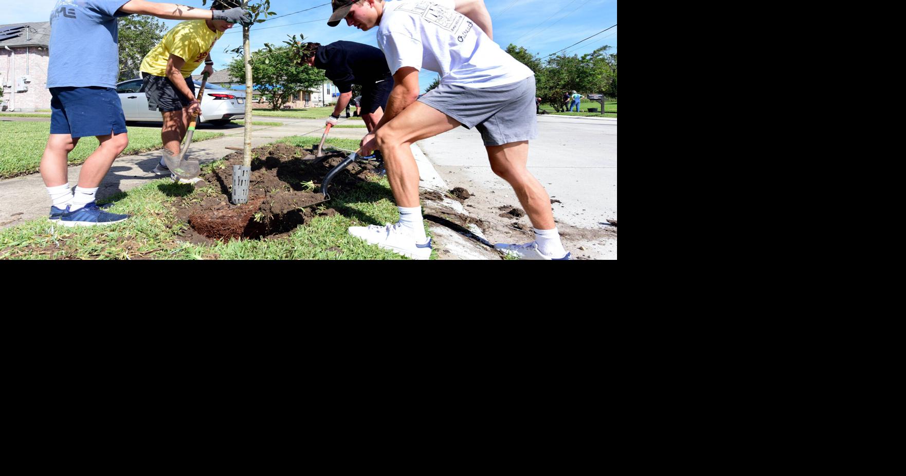 Plant your trees and shrubs in fall: Dan Gill explains why woody ...