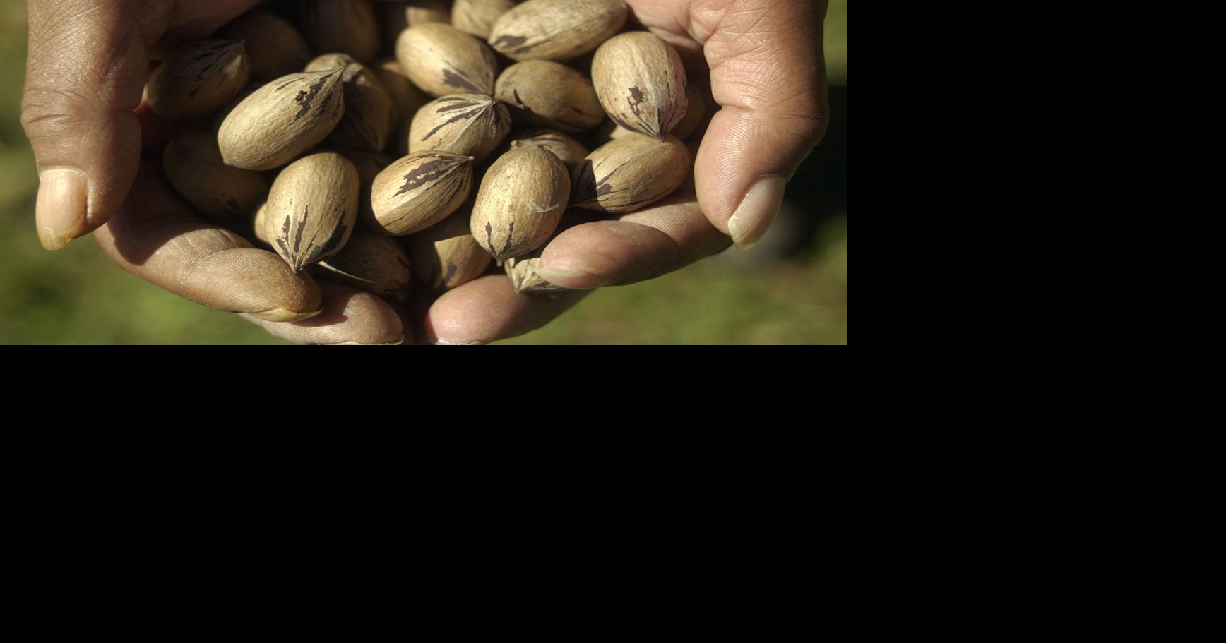 Grow your own pecans: essential planting tips for pecan trees | Home ...