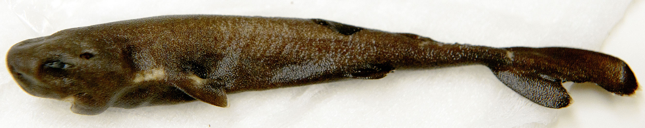 New pocket-sized shark species in Gulf of Mexico: 'It shows us how ...