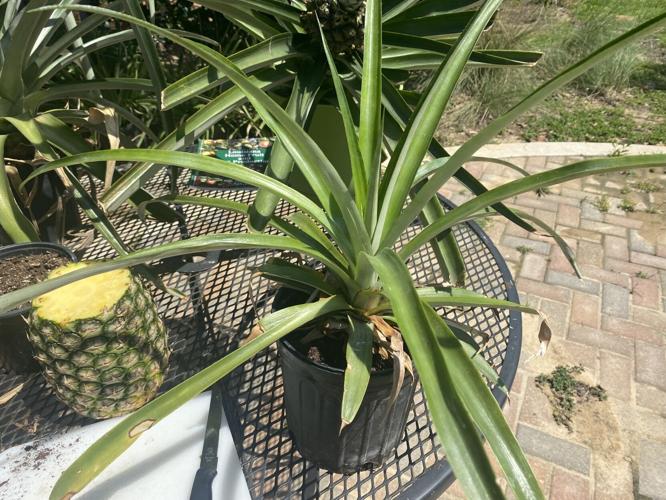 A guide to growing sweet pineapples at home | Entertainment/Life | nola.com