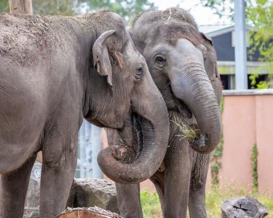 Sponsored: See the elephants at Audubon Zoo | Sponsored: Audubon Nature ...