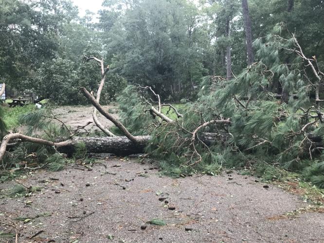 Huge trees in, on houses in Mandeville in Hurricane Ida's aftermath ...