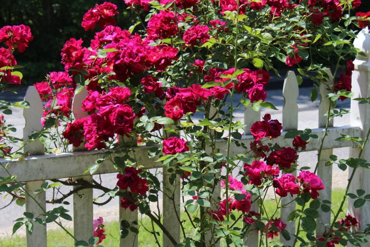 Dan Gill shares his advice on when to prune La. rose bushes | Home ...