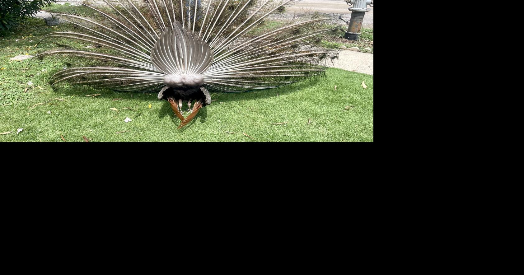 NO.peacocks.adv | | nola.com