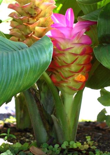 Dramatic ginger blooms spice up landscapes | Home/Garden | nola.com